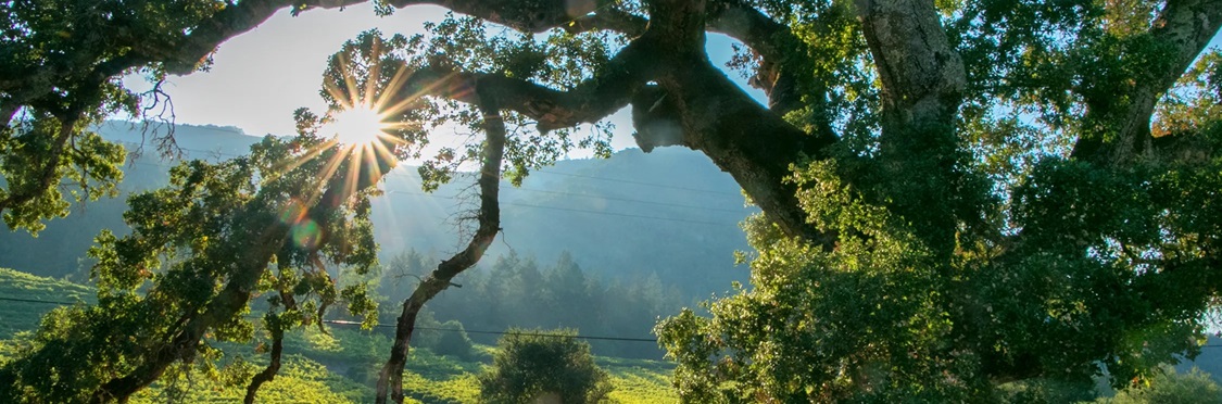 Park Place - Wild About Jack London Park - GO LOCAL